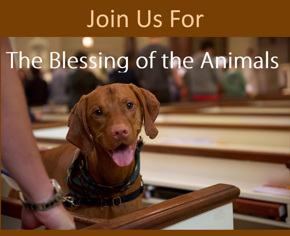 Blessing Of Animals In The Bible at Ronald Hebert blog